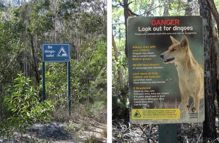 Fraser Island – Qui a peur du grand méchant dingo ? – Lively Latitudes